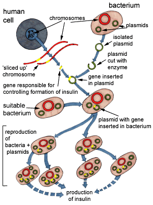 Erfin"s Blog: BIOLOGI: Bioteknologi REKAYASA G e n e t i k a