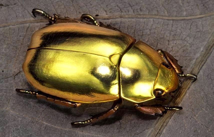 Biologia-Vida: Besouros dourados que parecem jóias / Golden beetles ...