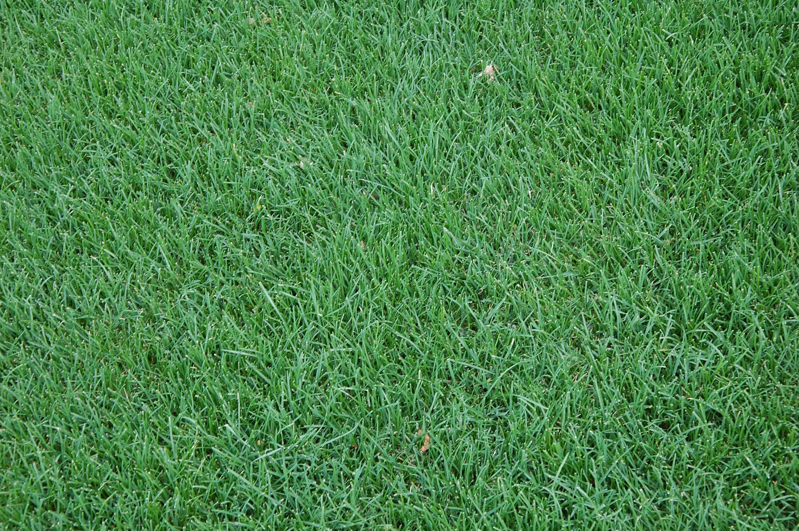 Pom Pom's Ponderings: Green Grass