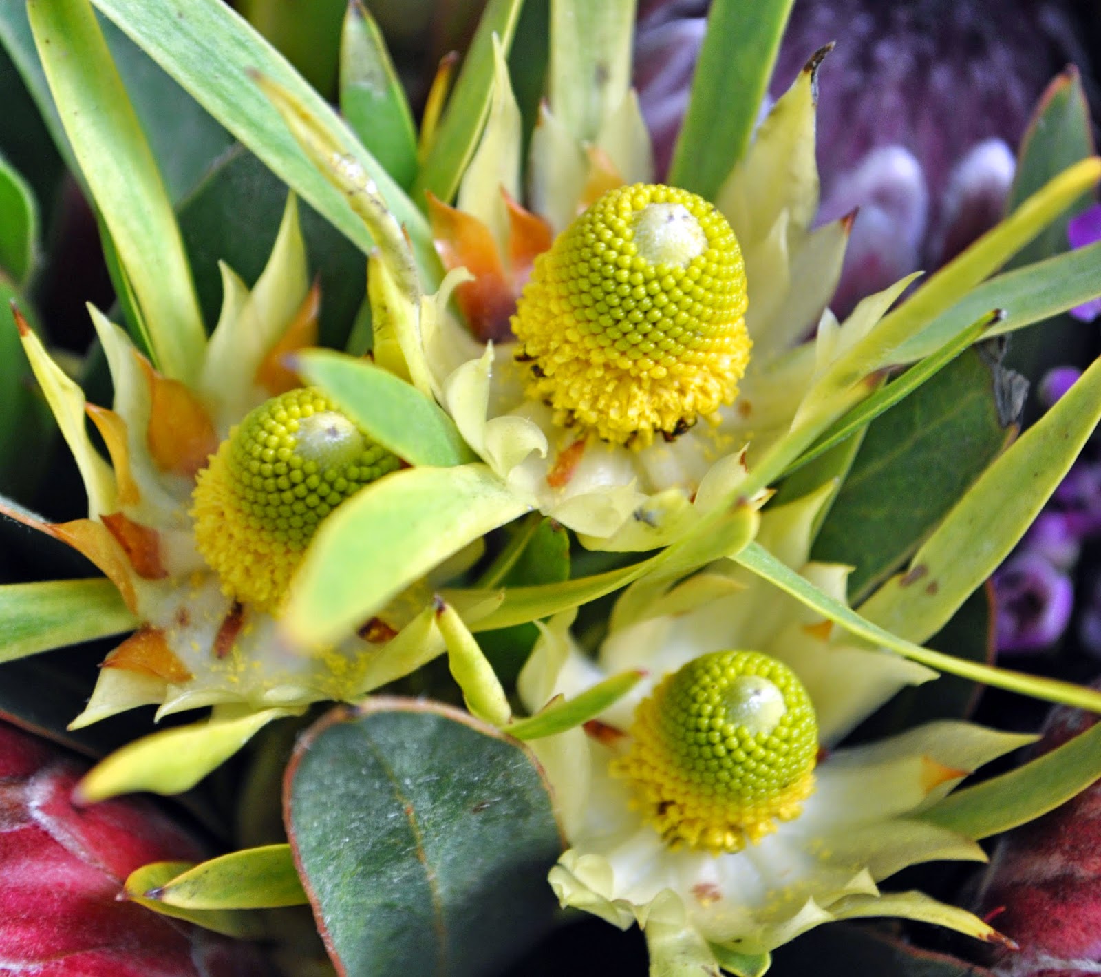 A Passion for Flowers: Leucadendron Blooms?