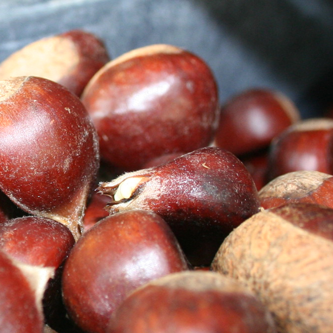 The Badgersett Growers Blog: February 2013