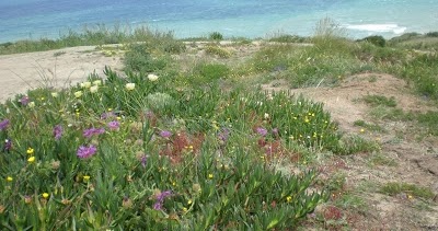 Plantas e Flores do Areal: Carpobrotus edulis