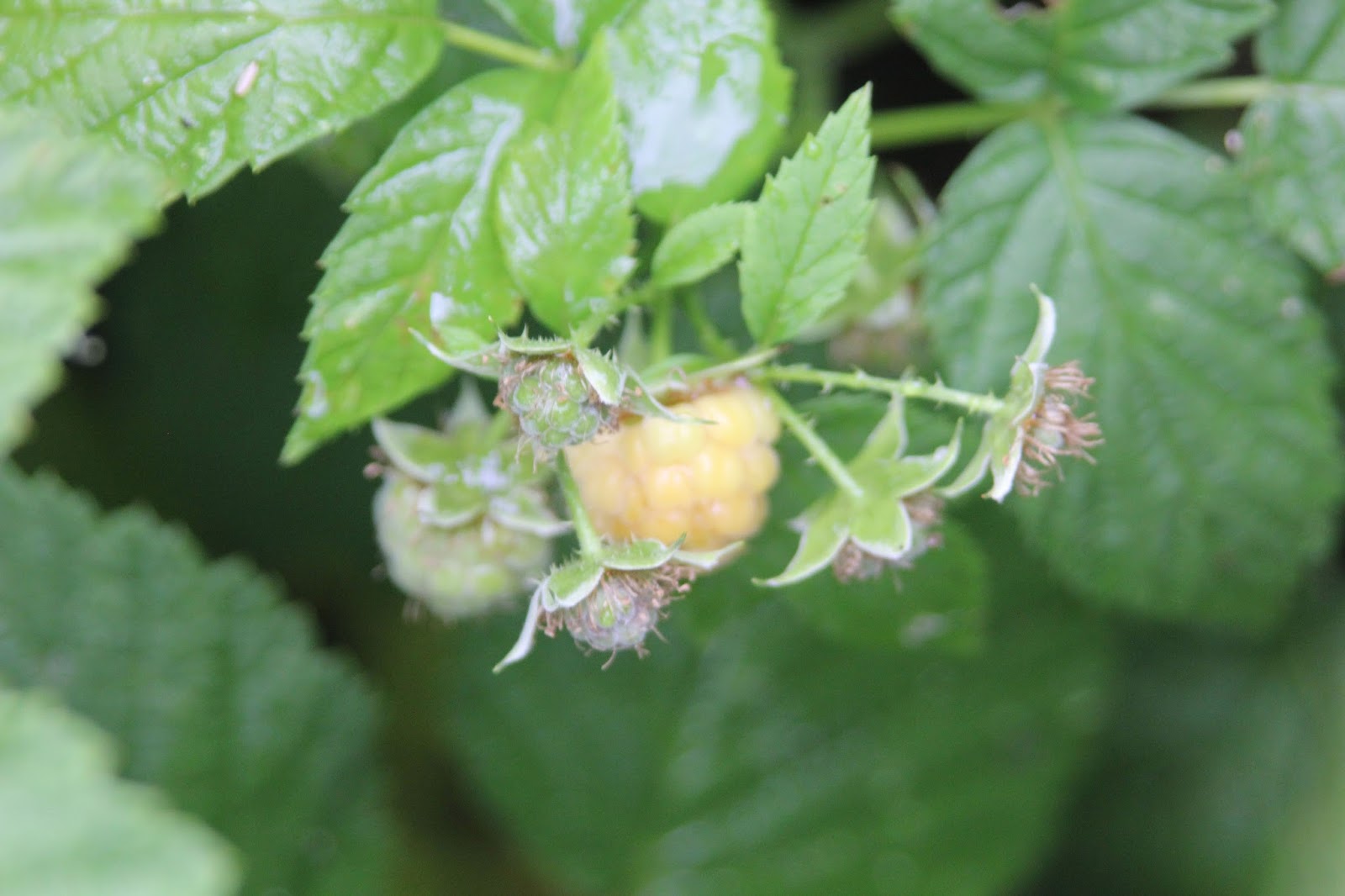 Mudflower: Golden Raspberry plants in Australia