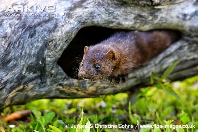 ΤΣΙΝΤΣΙΛΑ - ΜΙΝΚ photos - wallpapers | the fun bank