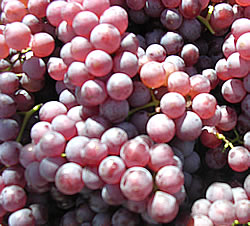 Fringe Wine: Delaware - Finger Lakes, New York, USA