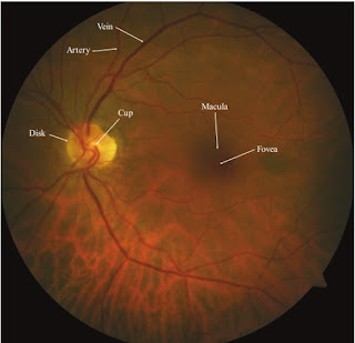 [Emergency] ATLAS OF NORMAL FUNDUS | Free Medical Atlas