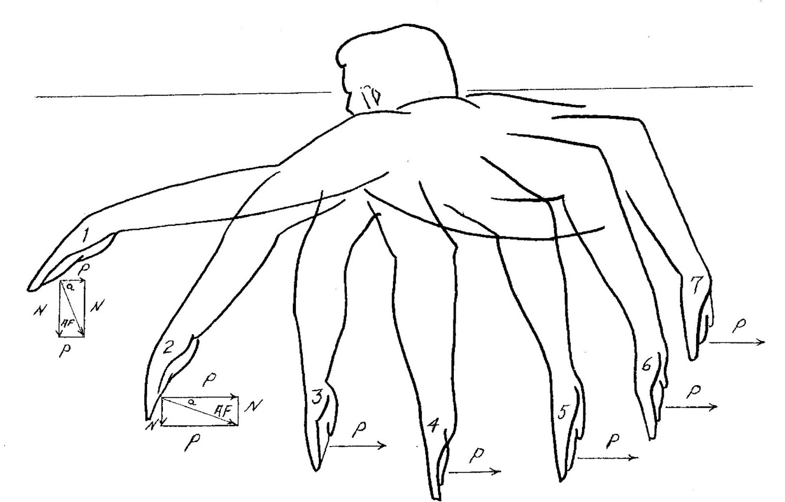 Swimming-Synergy ....: 11 / Legile mecanicii evocate la inot