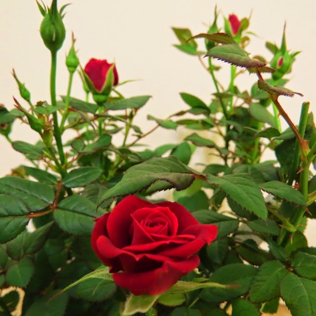 Trader Joe's Mini Rose