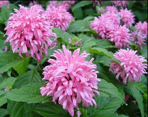 BAGVANI TIPS FOR GARDENING: JACOBINA IN YOUR GARDEN