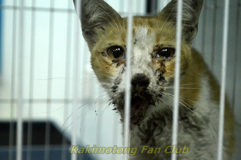 Kisah Si Jamek, Seekor Kucing Malang Yang Telah Didera Sehingga Patah ...