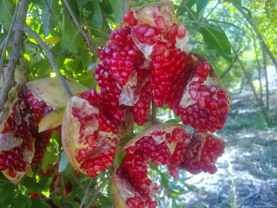 spagosmail: Aktuelno voće - Šipak