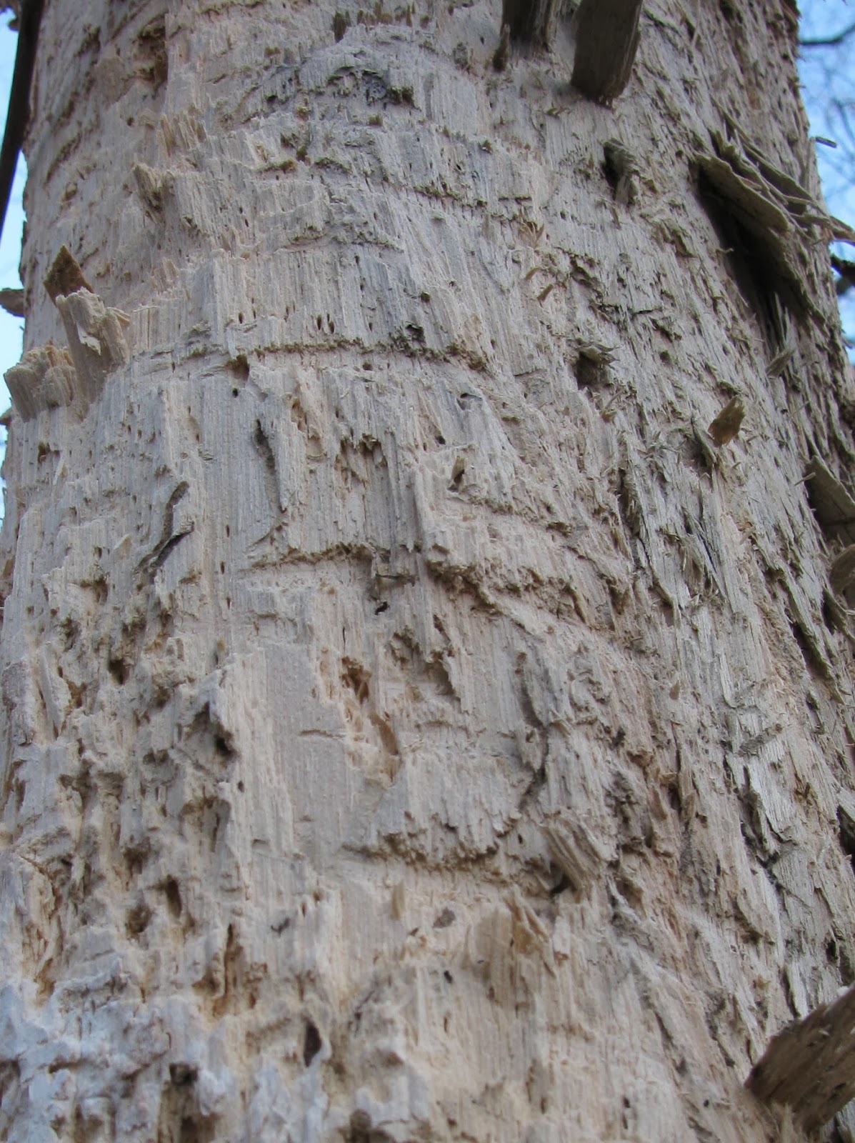 Springfield Plateau: Mystery Lines on a Dead Tree