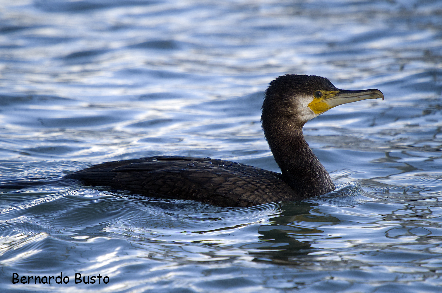 RÍA DE LA VILLA: Los Cormoranes del puerto