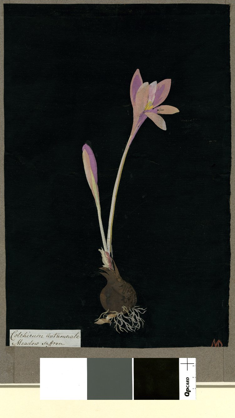 nickyskye meanderings: Mary Delany, collage artist of flowers in the 1700's