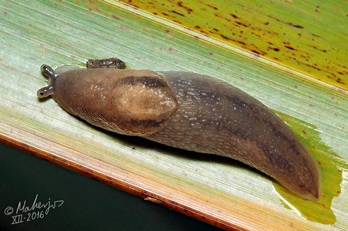 Biodiversidad Costa Granadina y ... (Fauna): Babosa común o babosa de ...