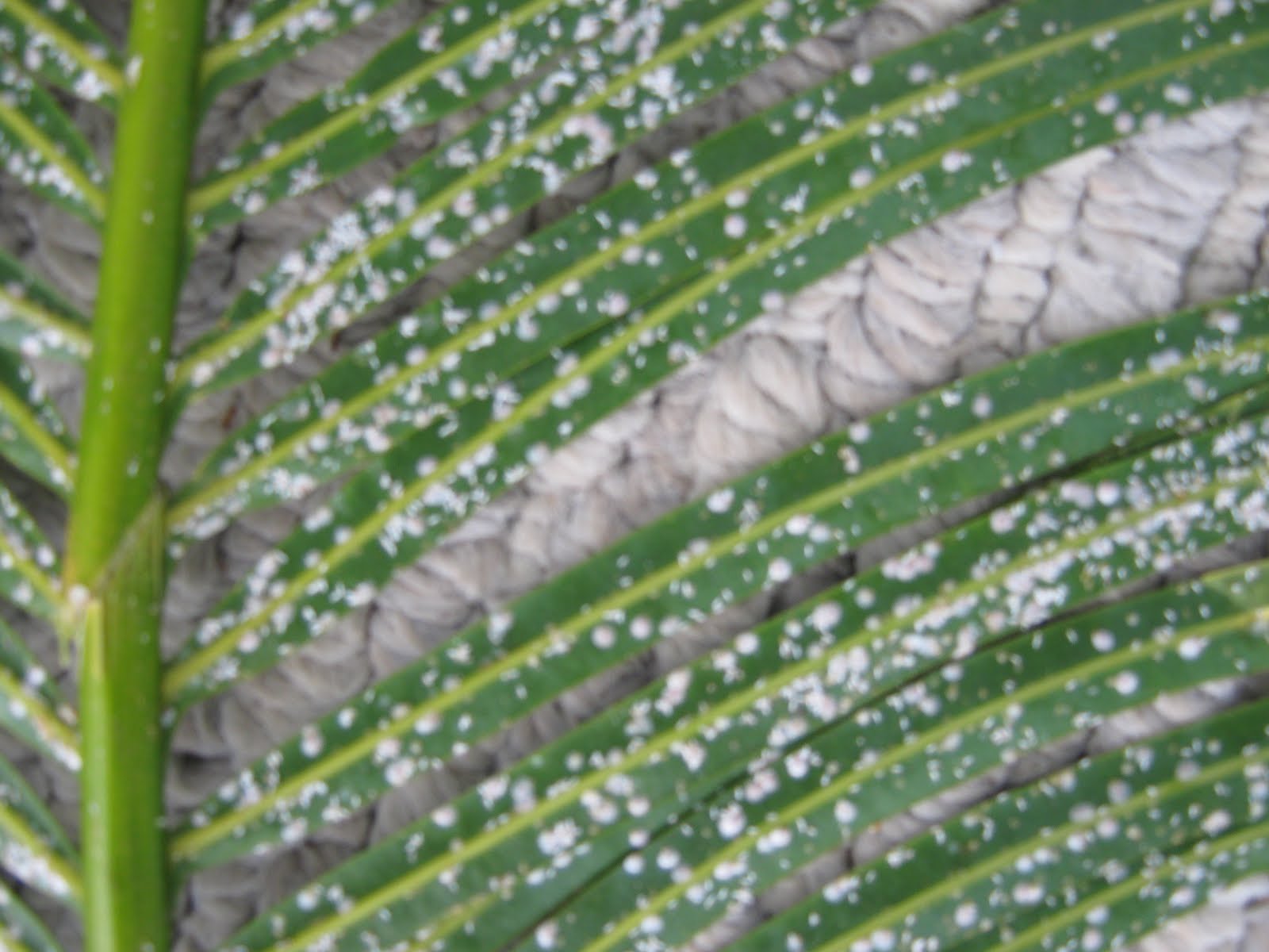 Garden Guy Hawaii: Cycad Scale