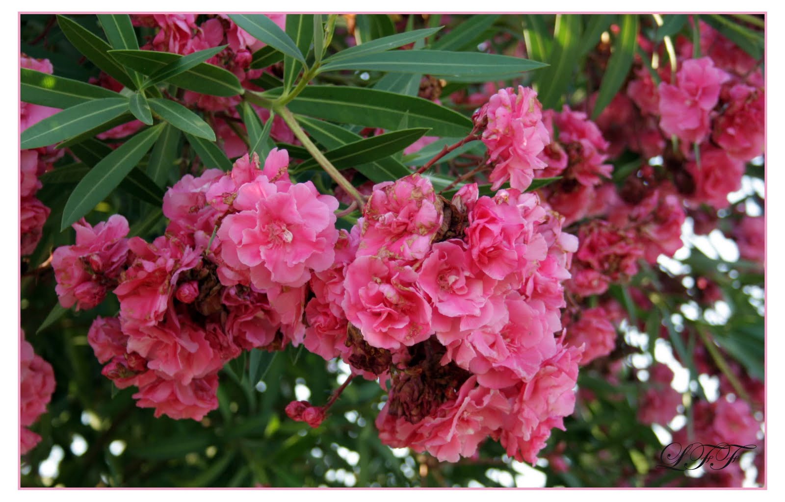 Pensando Jardines: Nerium oleander