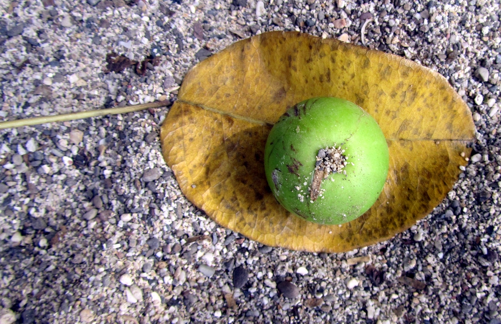 Hiking Curaçao - Flora and Fauna: Manzanilla Trees at Boca Tabla