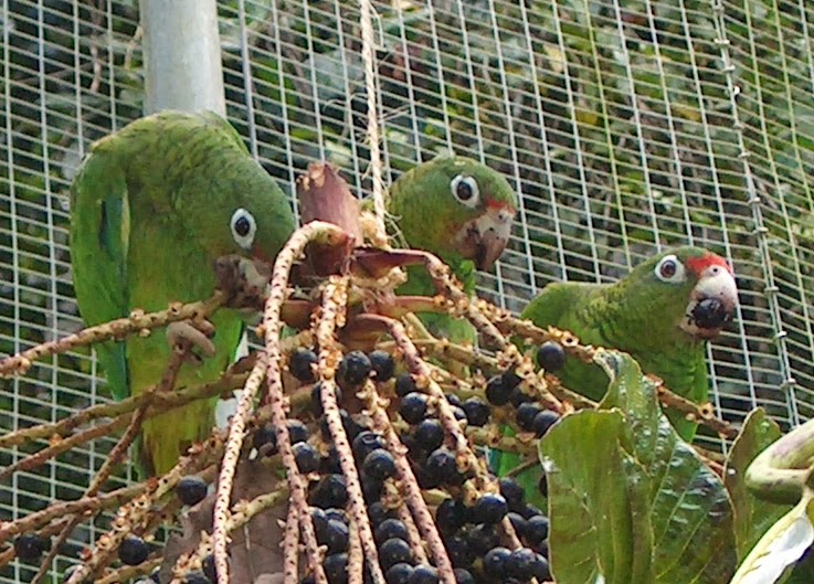 Ricardo's Blog, : Puerto Rican parrots, Amazona vittata, in captivity ...