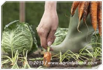 February 2013 | Agriculture Information Bank