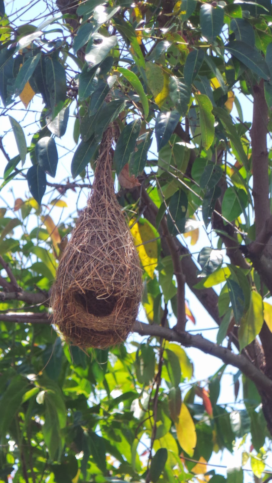 cikgu azhar: SAJAK SARANG BURUNG (SMALL IS BEATIFUL)