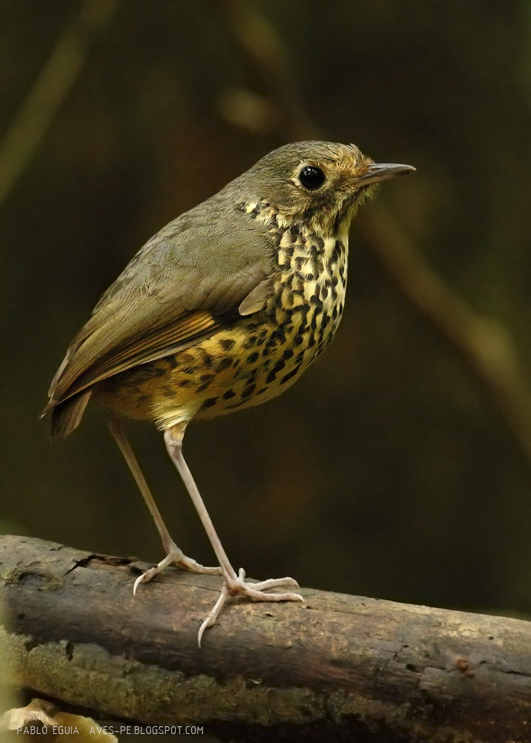 mis fotos de aves: Hylopezus nattereri Chululú Chico Speckle-breasted ...