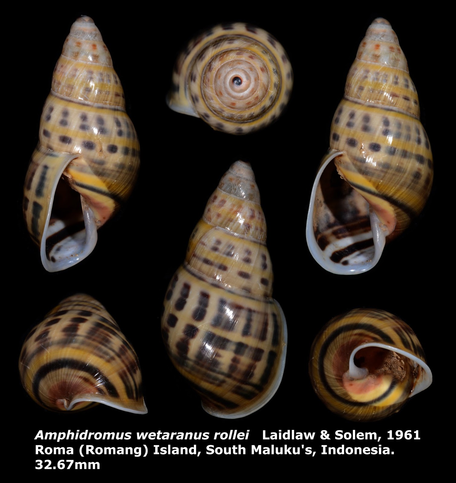 Dr. Lee's Gallery Museum: Amphidromus wetaranus rollei 29.05 to 32.67mm ...