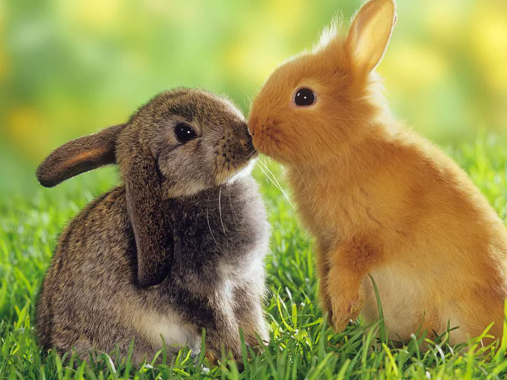 My Wallpapers Corner: Two Rabbits Kissing Wallpaper