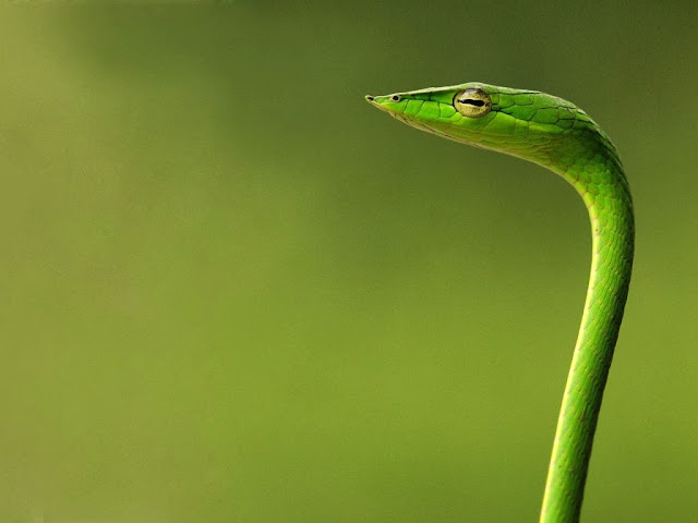 Amazing World & Fun: Vine Snake