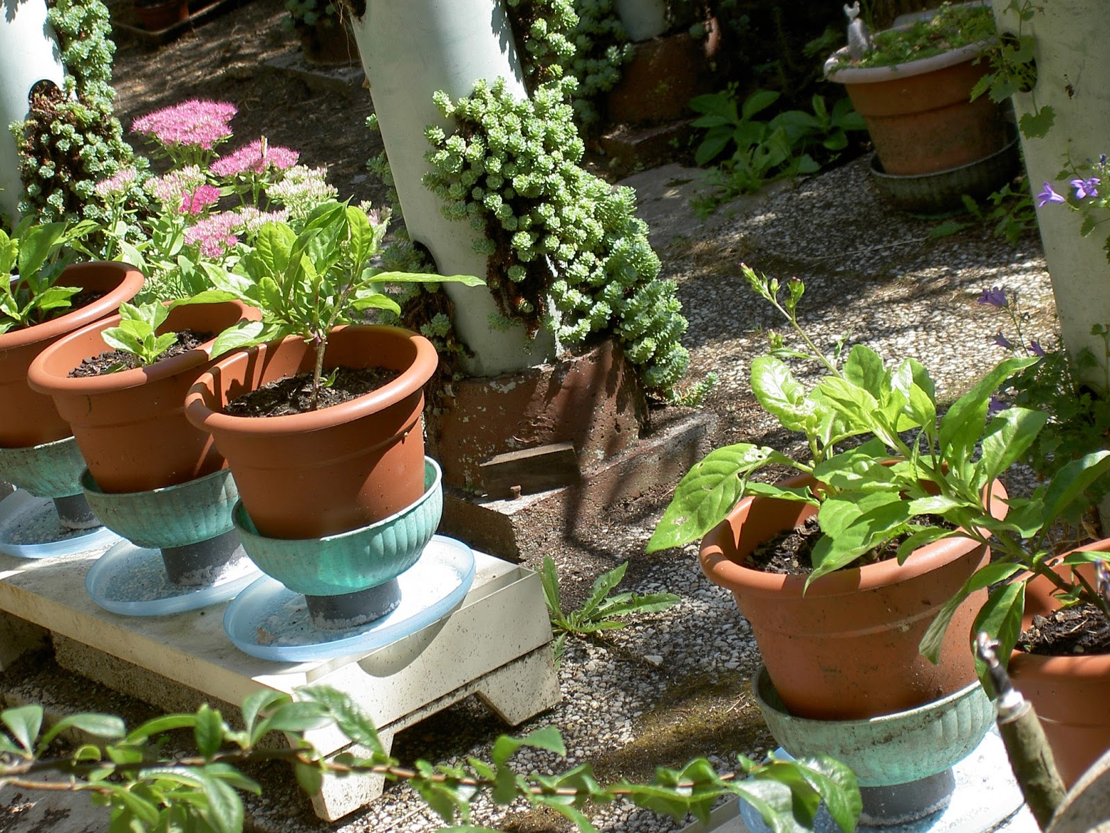 Đào Hoa: MOBILE VERTICAL PVC PIPE FLOWER GARDENS