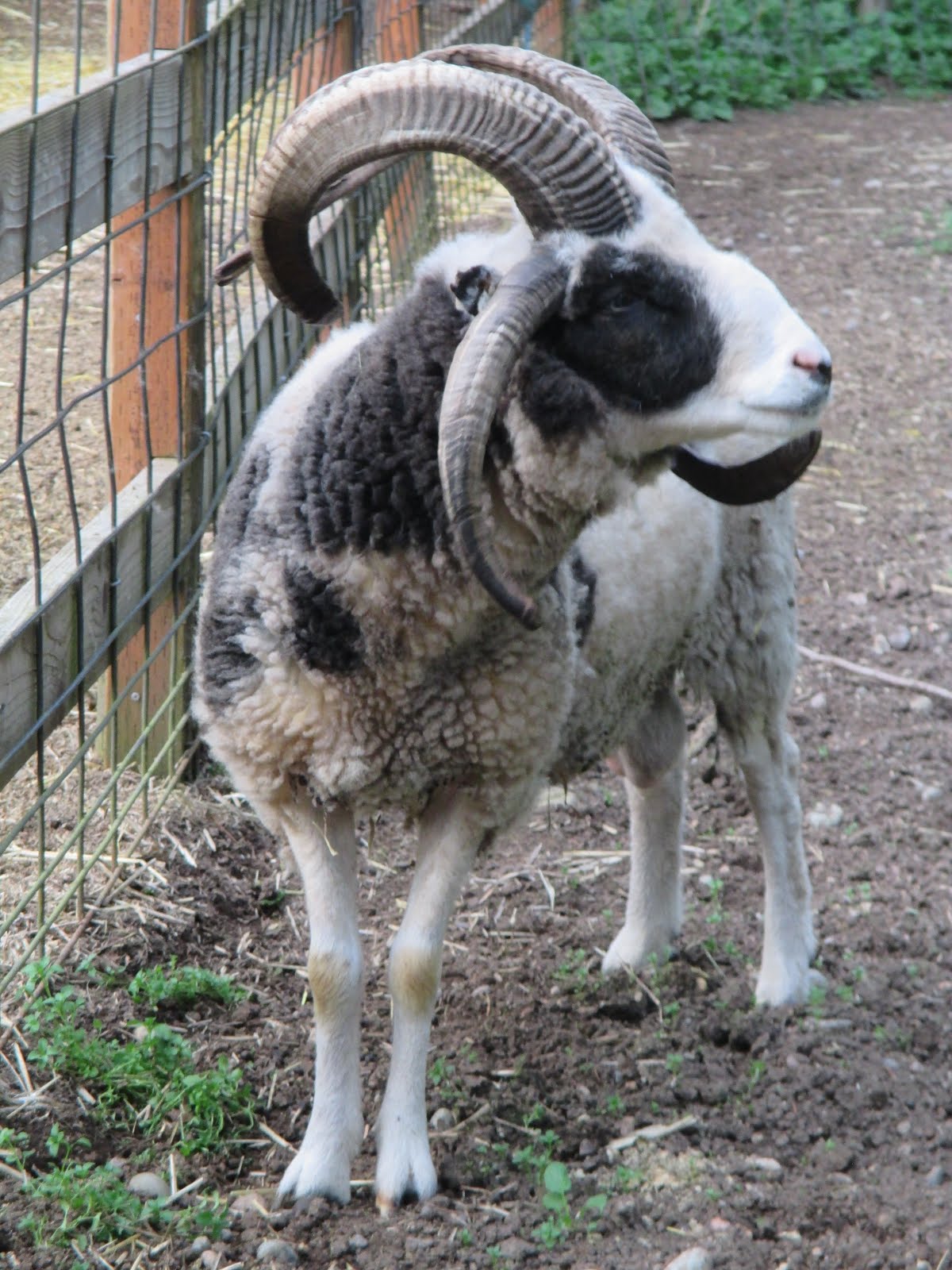 Red Dog, Spotted Sheep: Barbarian For Sale ( Jacob Sheep Ram )