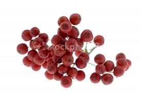 Everything you need to know about Warrior cats.: Death Berry