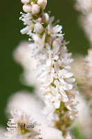 TARAY: Historia del Taray