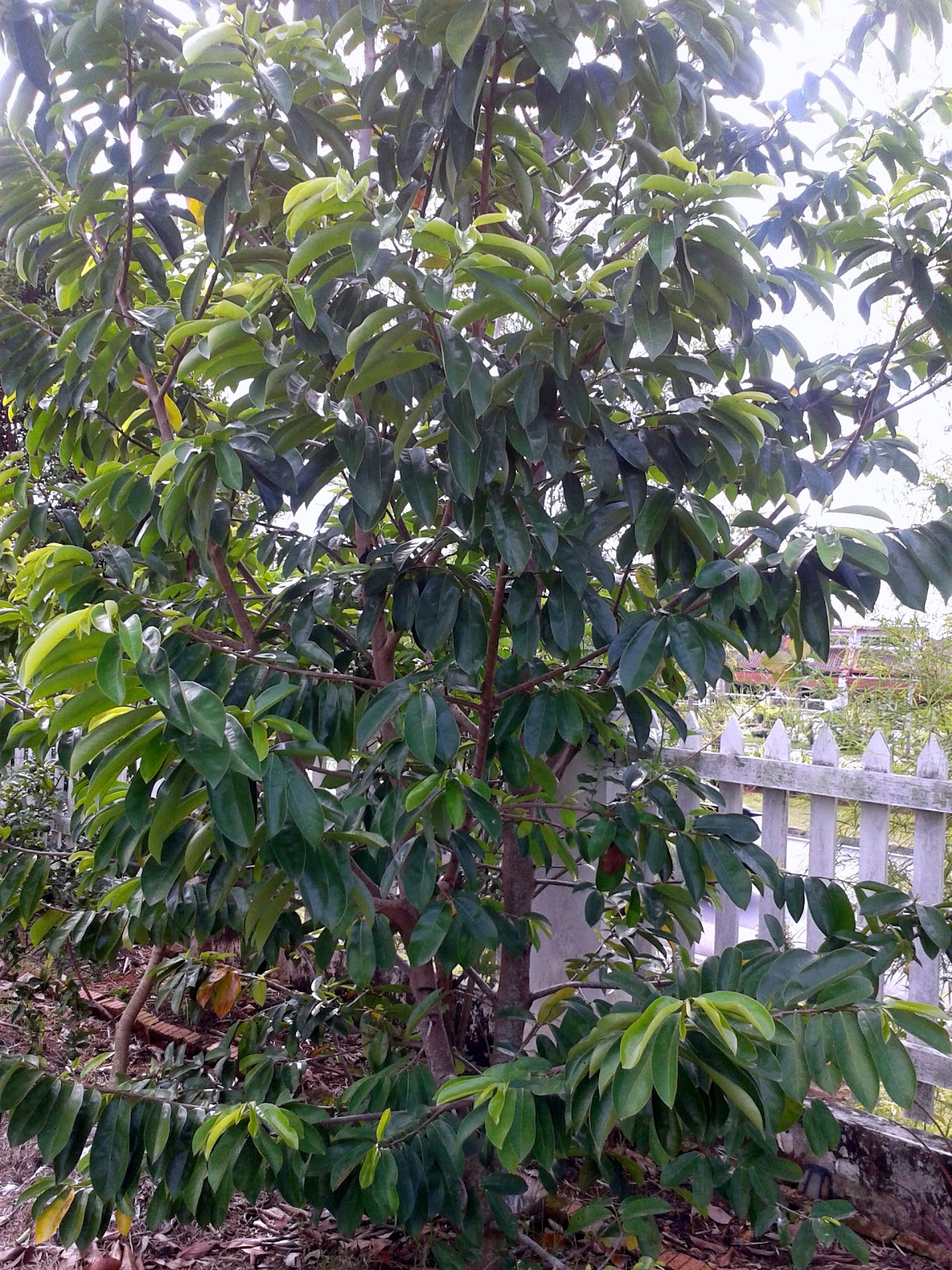 Unveiled Jobless Money Tai Tai's Life: HARVEST OF SOUR SOP