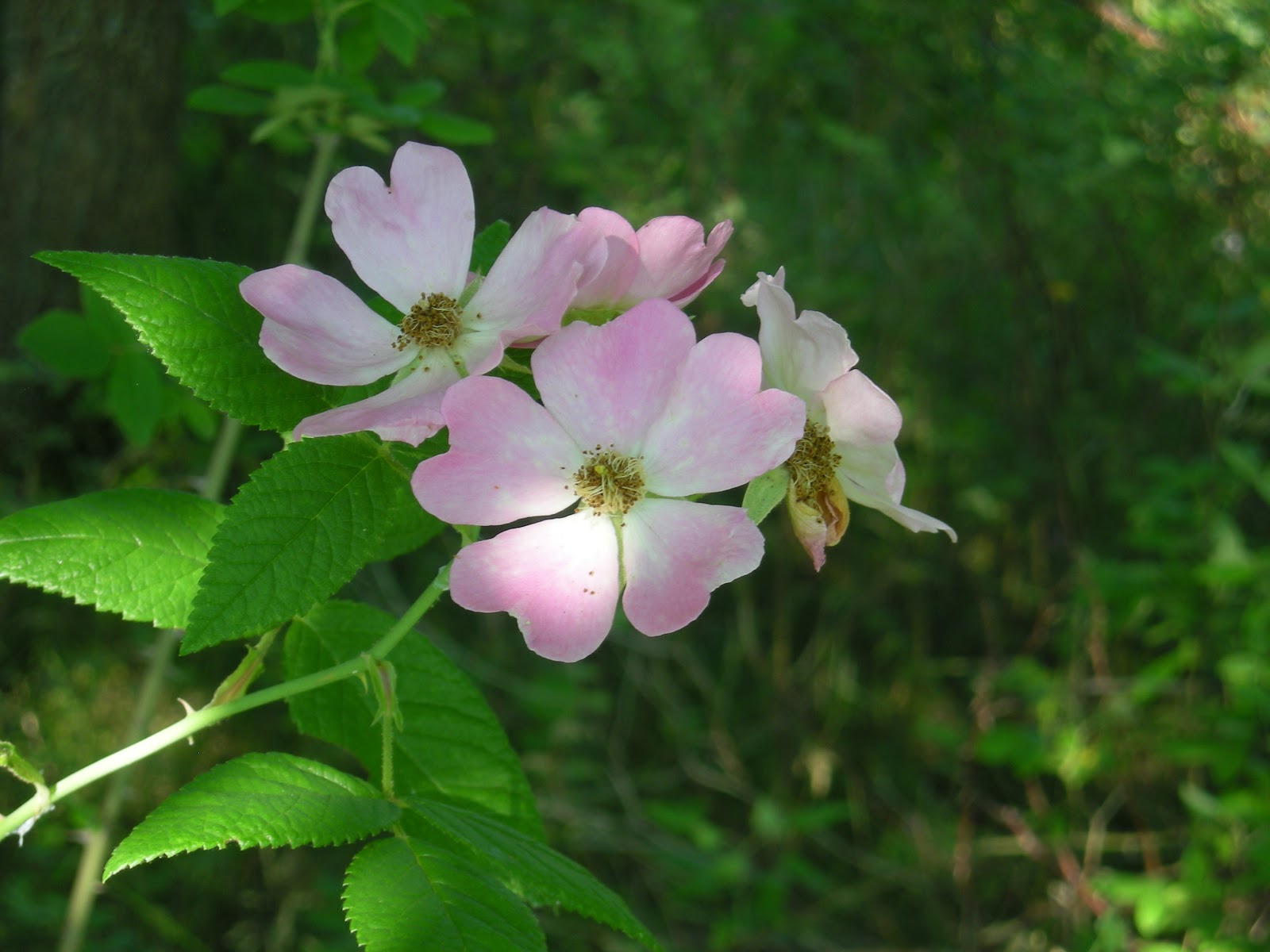A Wandering Botanist: May 2013