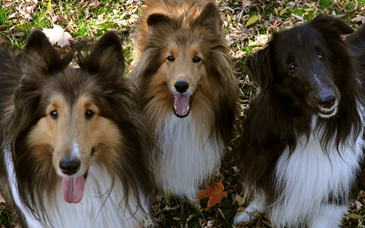 Three Dogs in a Garden: Get Ready for Some Adorable Faces!