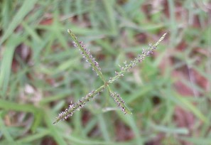 Images of Lord Ganesha: Durva Grass