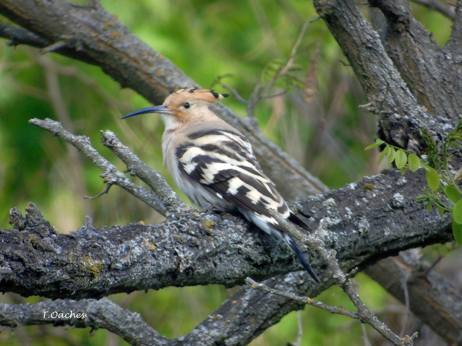PASARI DIN ROMANIA: PUPAZA, Upupa epops