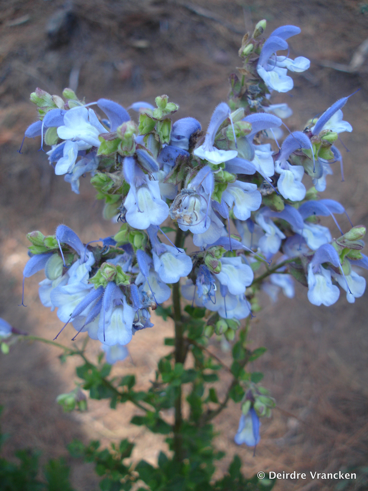 Cape Town Botanical Walks: Salvia in Newlands Forest