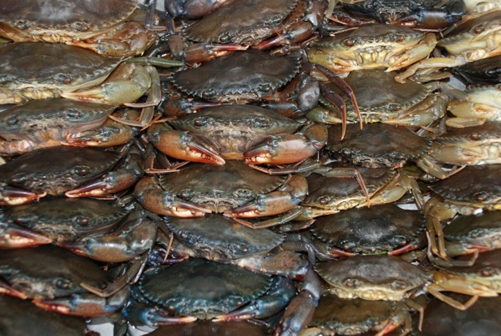 Mud Crab Manufacturers Production Process - Mud Crab Exporters, Mud ...