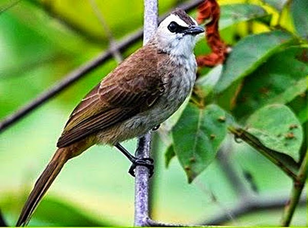 Cara Mudah Merawat Burung Trucukan - Kenariku