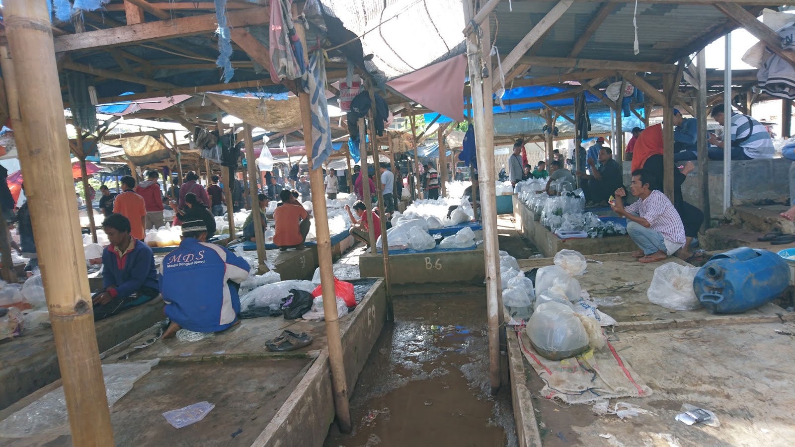 Review Beli Arwana di Pasar Ikan Parung ~ Sluufy`s Note