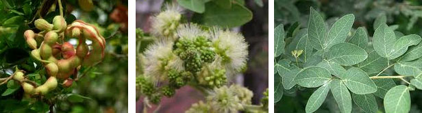 FLORA Y FAUNA EN LA REGION DE SINALOA: LO MAS IMPORTANTES EN LA FLORA ...