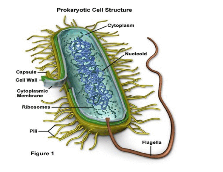 Penjelasan Lengkap Bakteri (Definisi, Bentuk dan Ukuran Bakteri ...