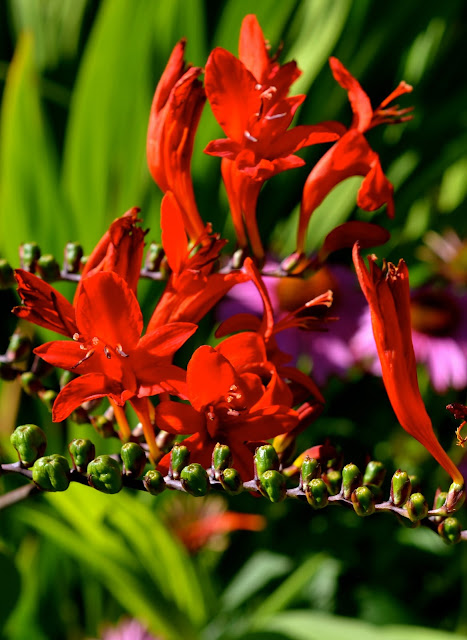 Bonney Lassie: Some Florid Prose. Pictures Too.