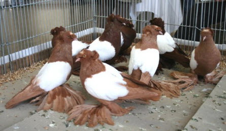 Toboşar de Dresda | Rase-de-Porumbei-ro