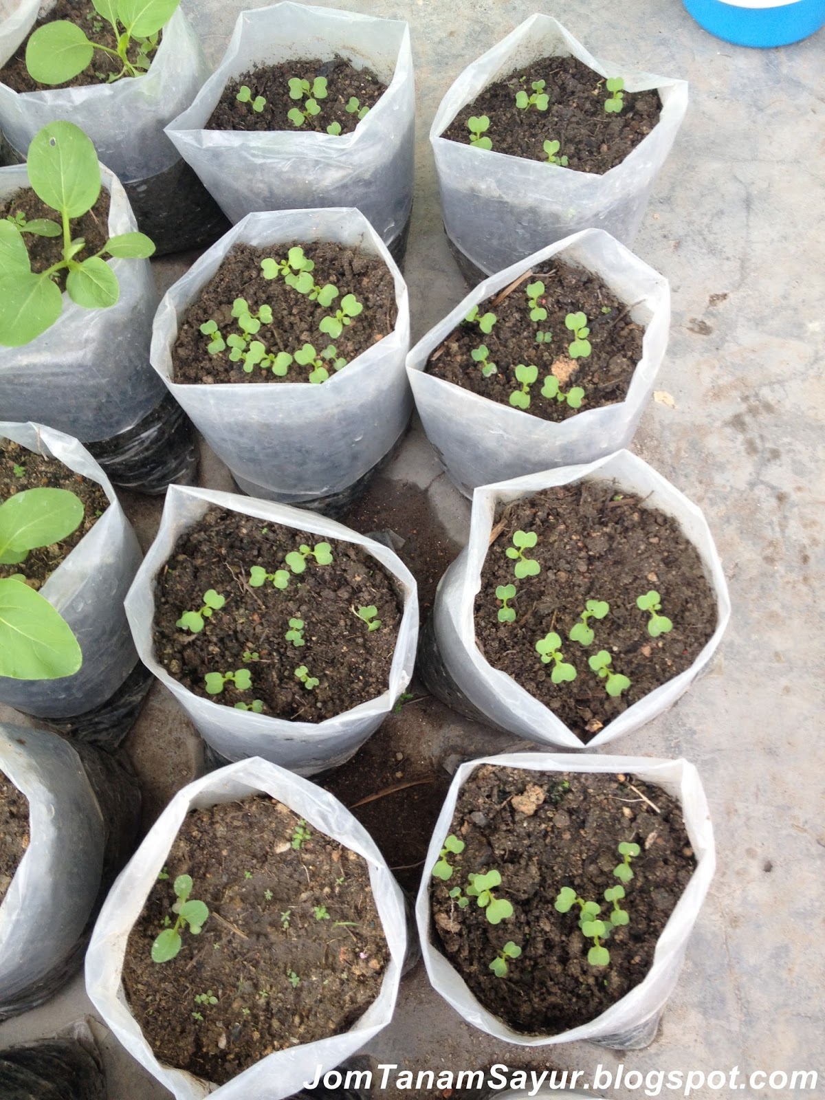 Jom Tanam Sayur ( JTS ) : Jom Tanam Sayur - Jom Tanam Sawi ManisJom ...