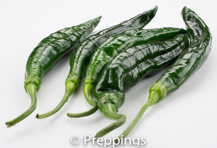 Hola Ciudad Juarez: HORA DE COMER¡¡ RICAS TUNAS