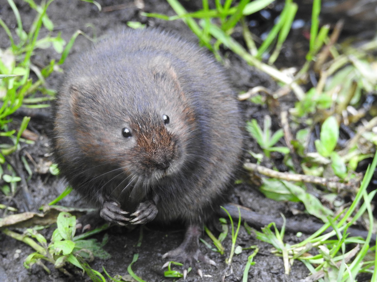 About a Brook: Milk and Plain Chocolate Voles