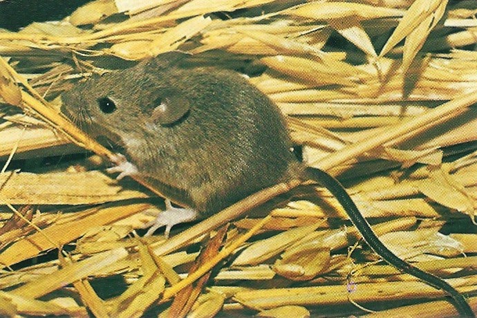 Huc & Gabet: The Rodents of Australia by C.H.S. Watts and H.J. Aslin ...